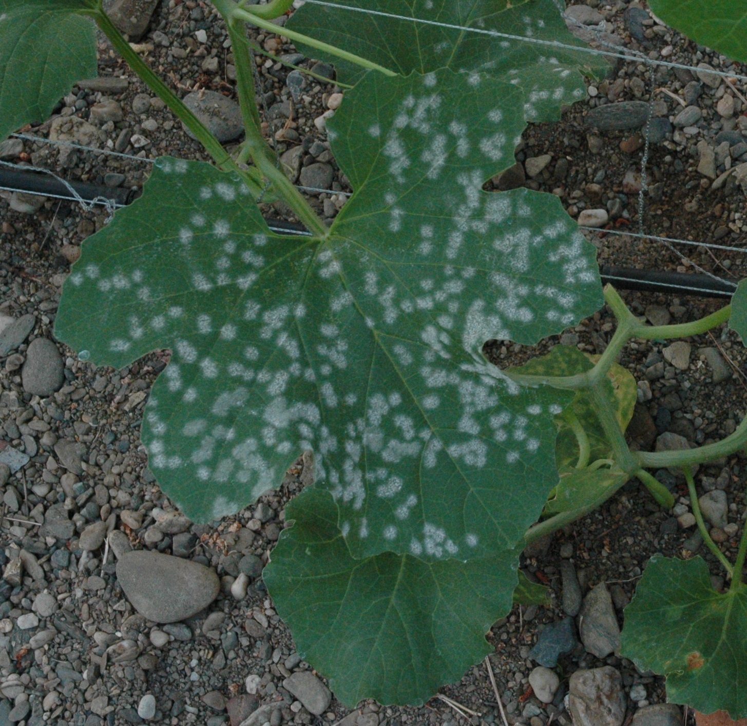 Heteroplasmy for the cytochrome b gene in Podosphaera xanthii and its ...