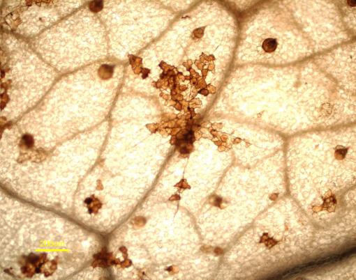 The Functional Characterization of Podosphaera xanthii Effector ...